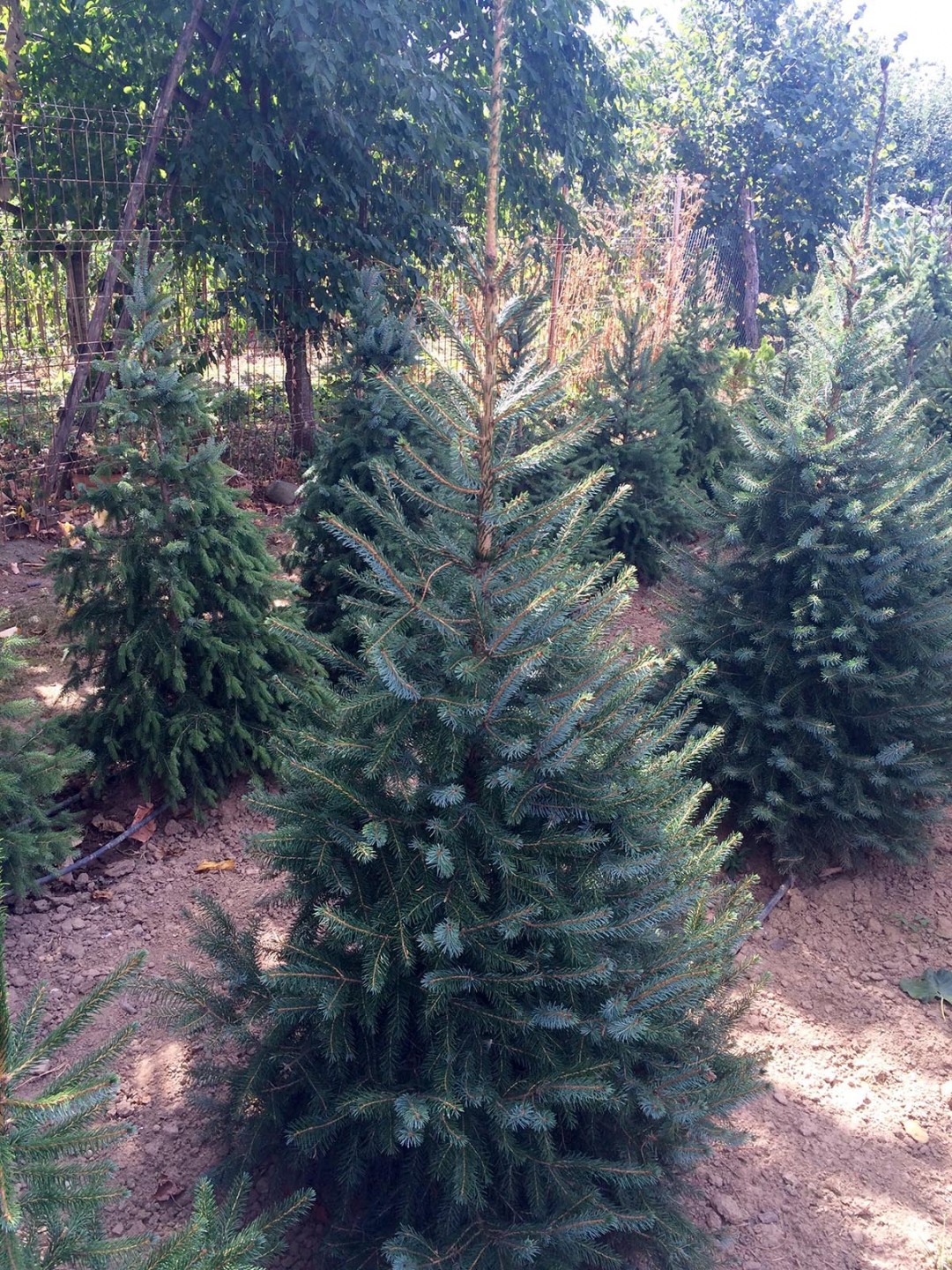 Picea omorika - Gloriosa Garden